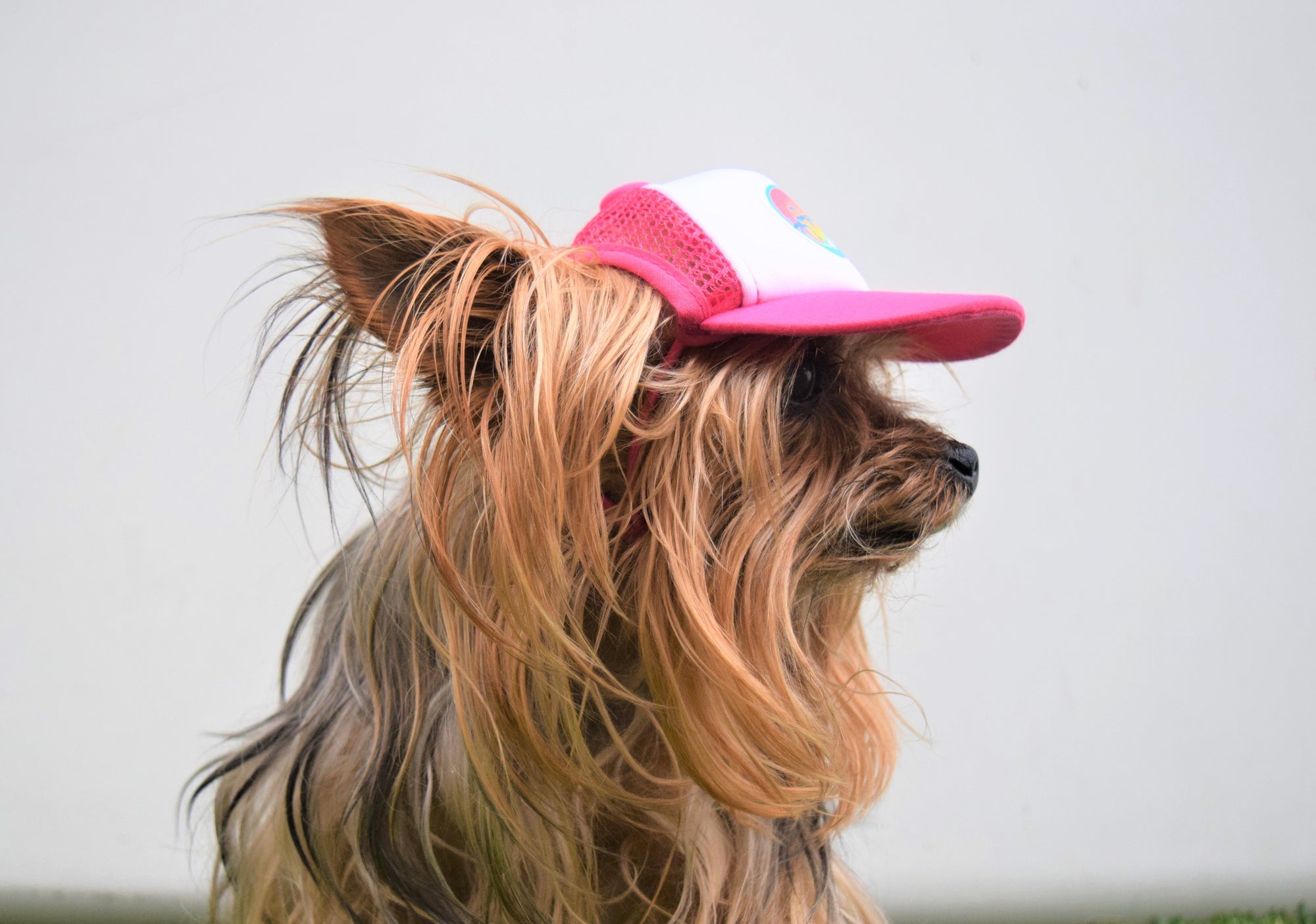 Find the Right Size for your Dog | Gallery of Dogs in Hats – PupLid