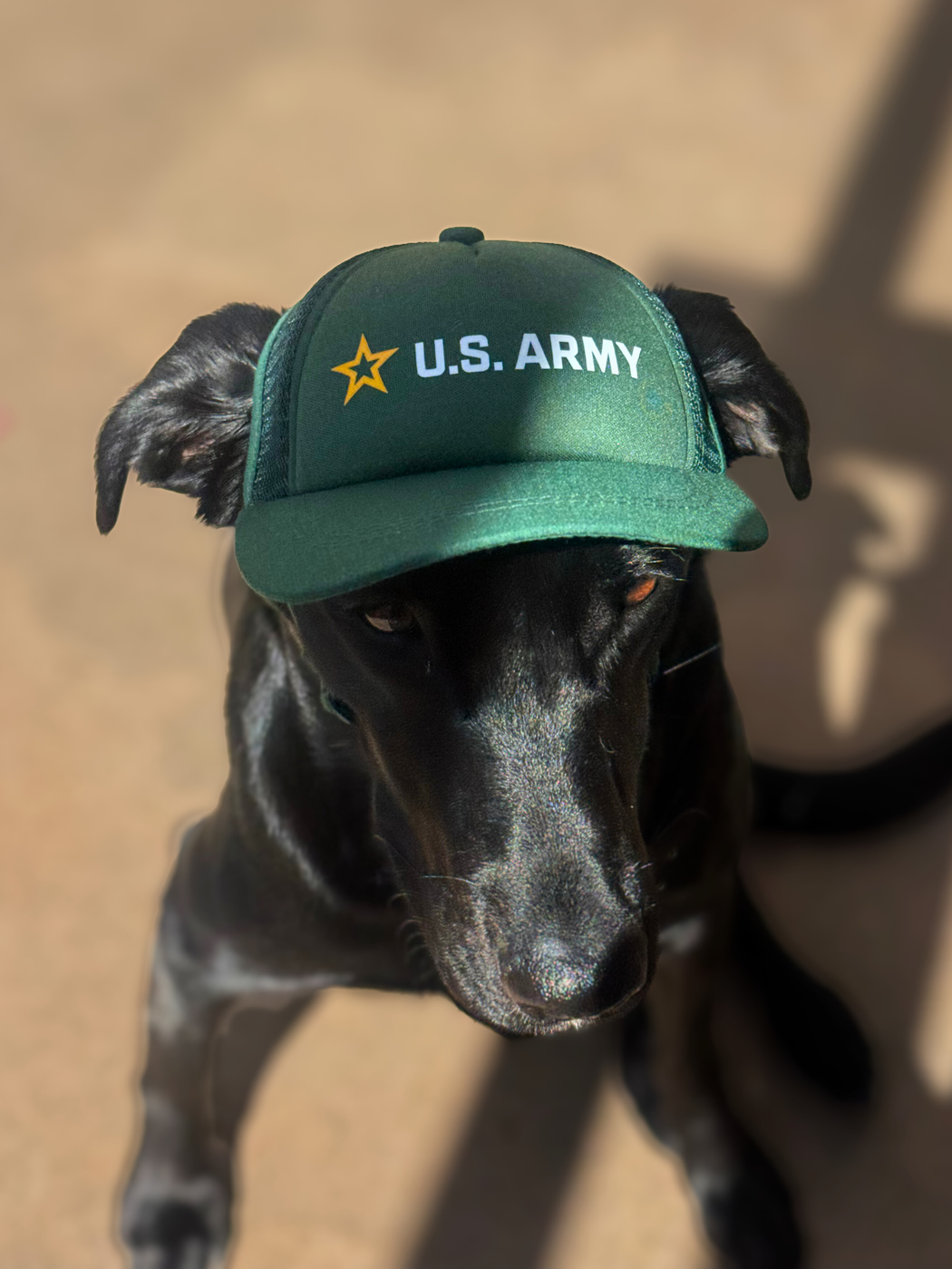 Officially Licensed U.S. Army PupLids