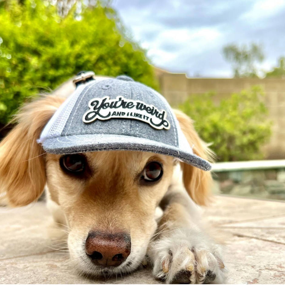 Check Out PupLid 6-Panels | Shop Baseball Caps for Dogs