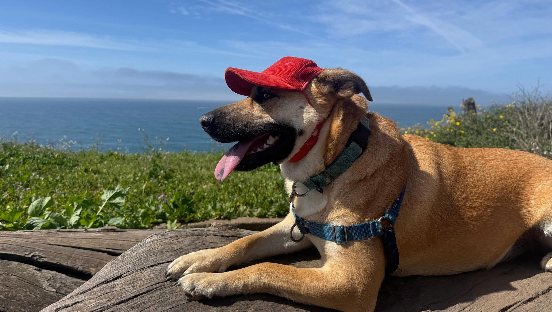 Premium Hats for Dogs, Cats and Their Families | PupLid